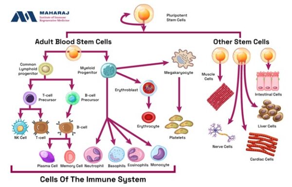 Blood-Derived Stem Cell Banking: A Present Option vs. Potential Future ...